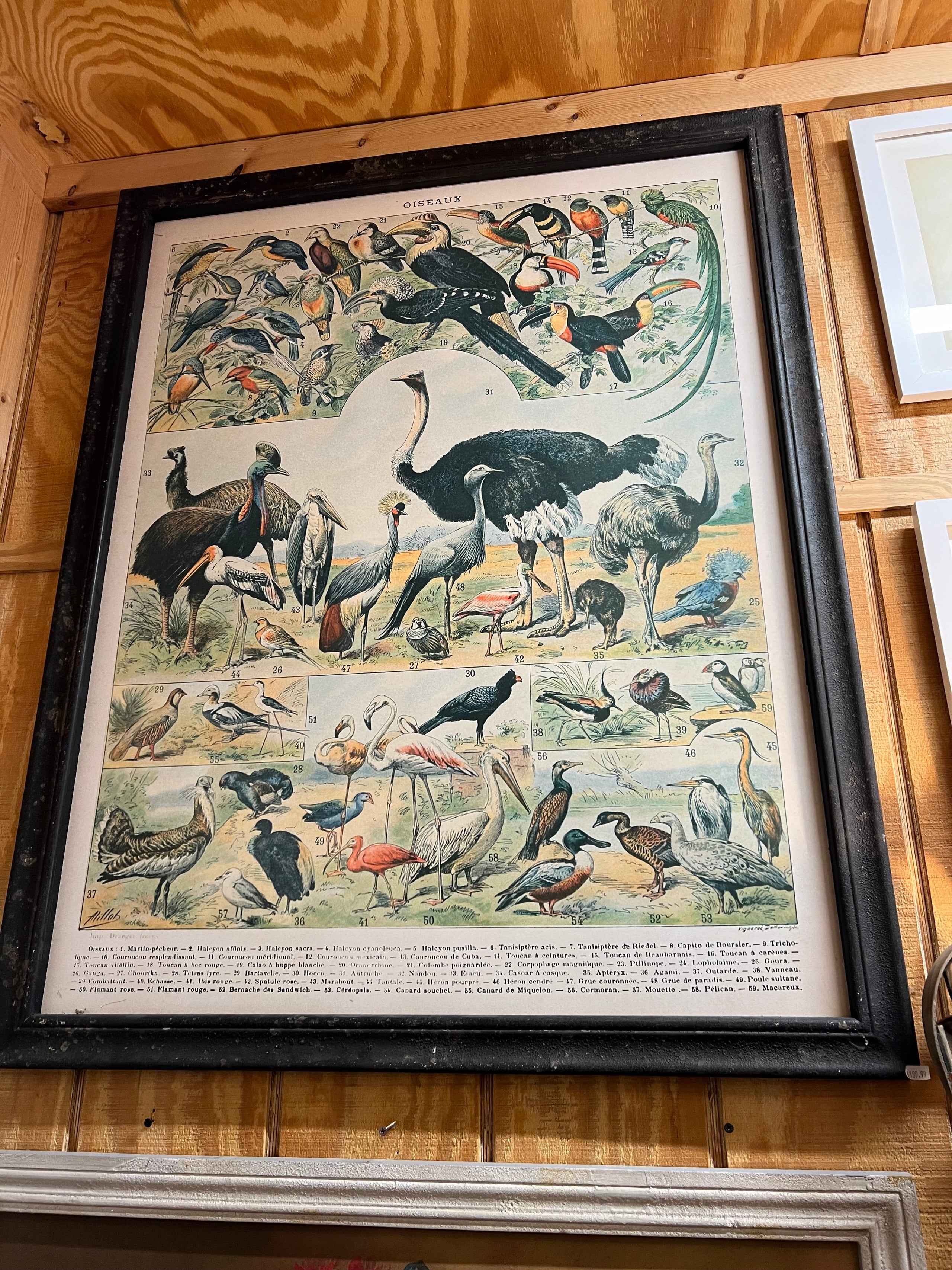 Large bird print | Pittman's Country Market