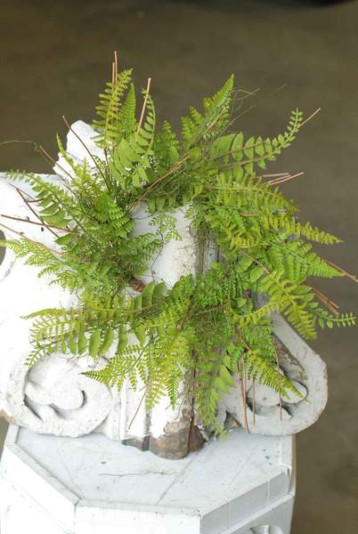 Whistler Fern Canle Ring 20" | Pittman's Country Market