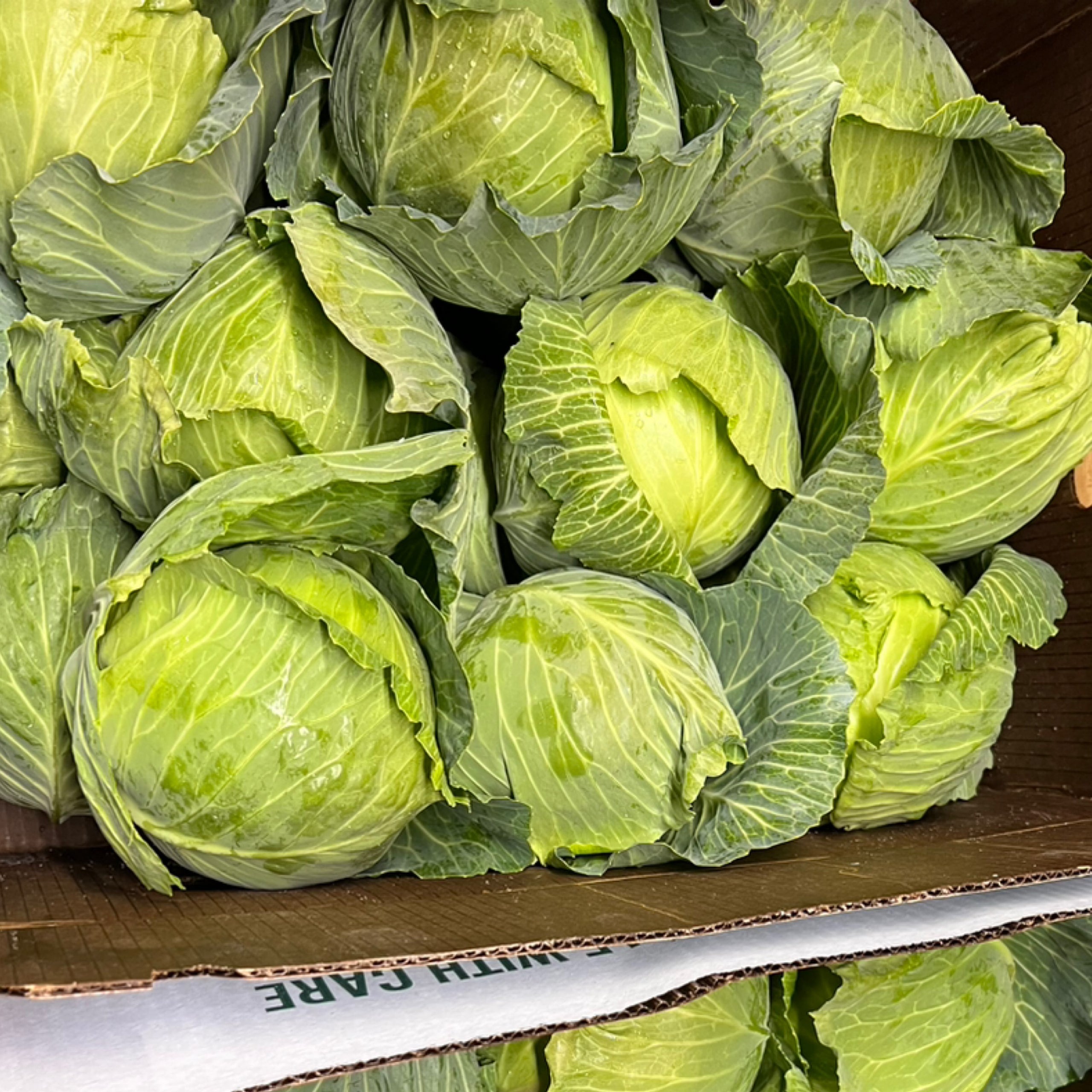 Cabbage box (50lb) | Pittman's Country Market