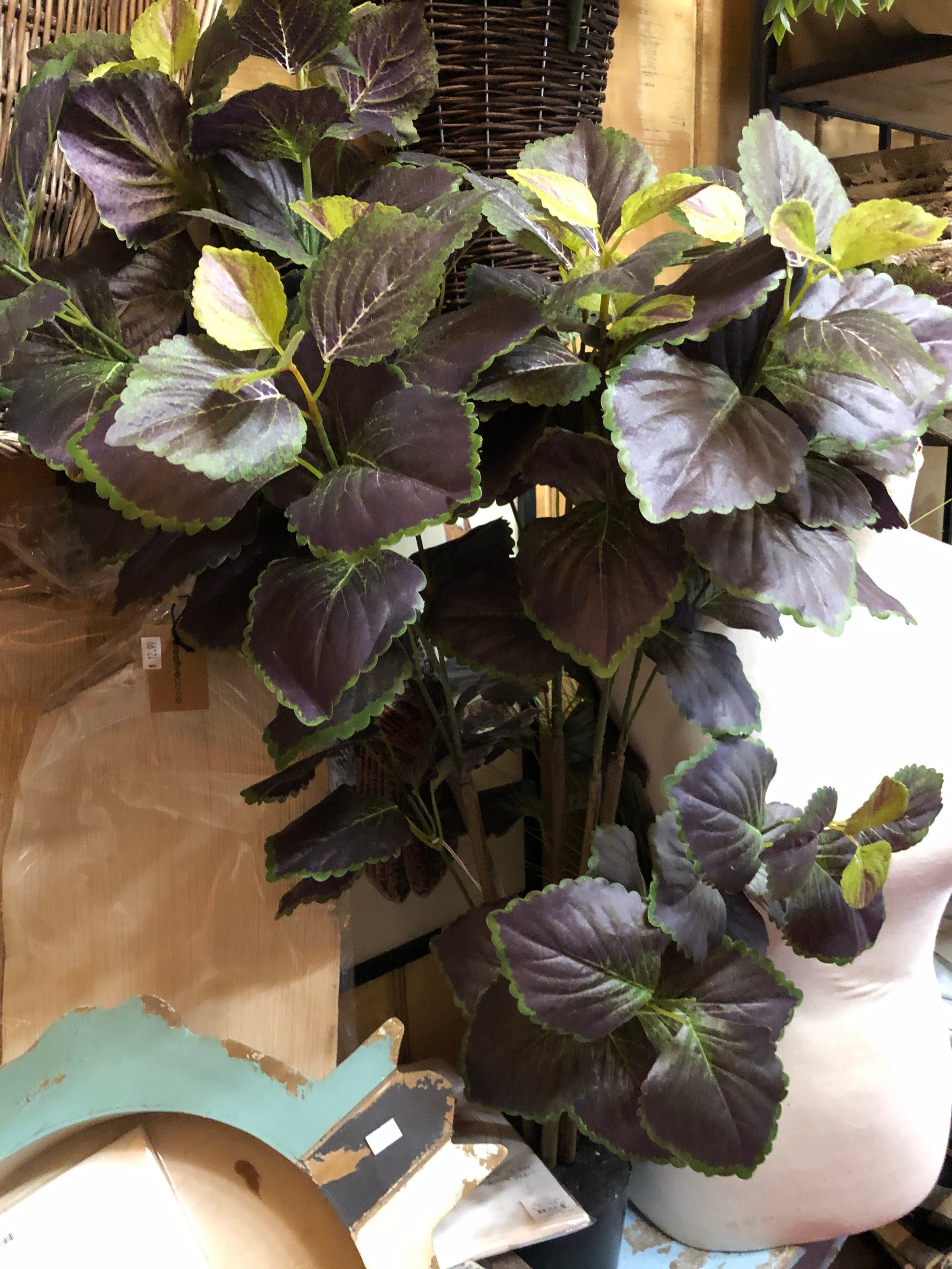3’Coleus Tree Potted | Pittman's Country Market